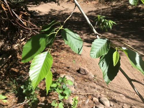 Arizona alder (Alnus oblongifolia) Flower, Leaf, Care, Uses - PictureThis