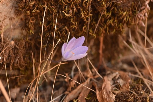 Crocus autumnalis - PictureThis