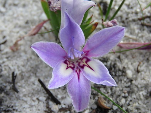 Baboon-root (Babiana ambigua) Flower, Leaf, Care, Uses - PictureThis