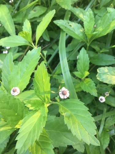 Fruta de sapo (Phyla lanceolata) - PictureThis
