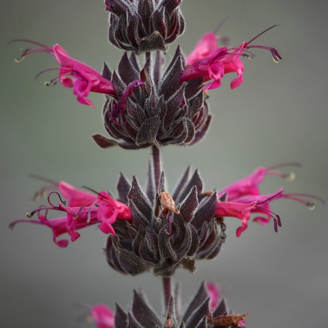 How To Grow And Care For California Hummingbird Sage How To Grow And Care For California Hummingbird Sage