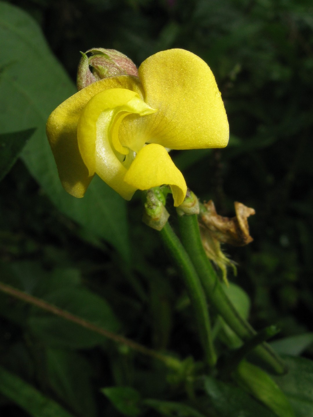 Adukiboon (Vigna angularis) - PictureThis