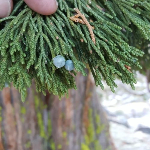 Sierra juniper (Juniperus occidentalis var. australis) Flower, Leaf ...