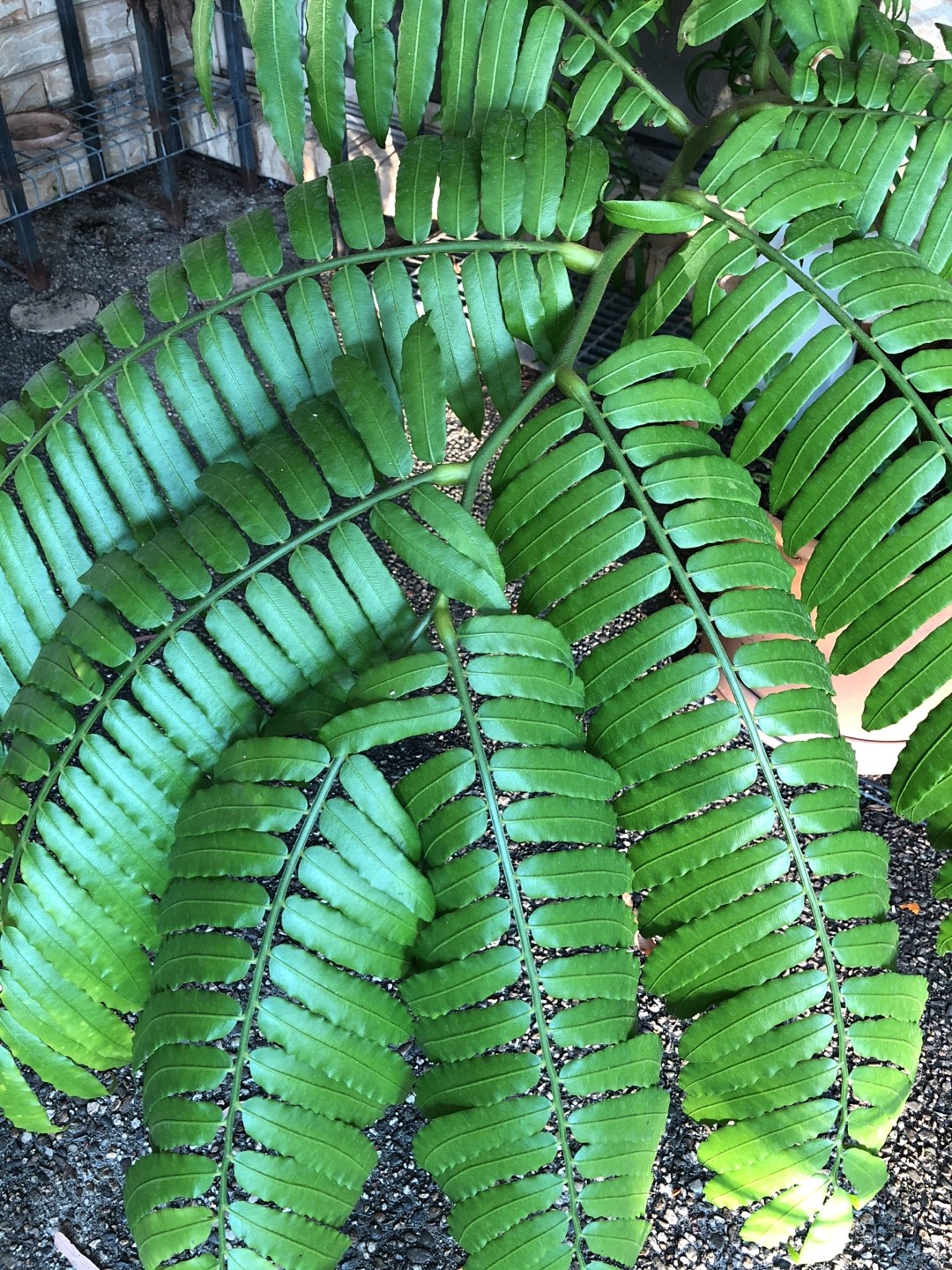 Angiopteris lygodiifolia - PictureThis