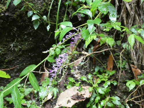 Lindley's Butterflybush (Buddleja lindleyana) Flower, Leaf, Care, Uses ...