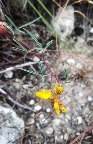 Dalea hallii - PictureThis