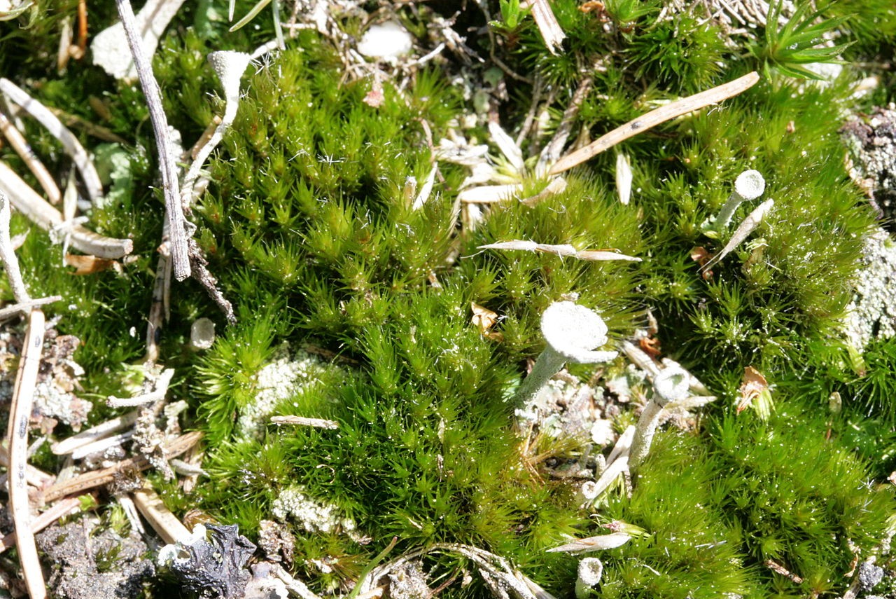 Discover the Enchanting World of Campylopus Moss: A Natural Marvel ...