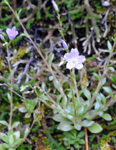 Montia parvifolia - PictureThis