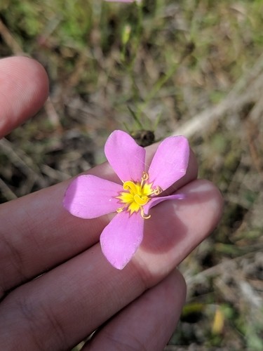 Sabatia stellaris - PictureThis