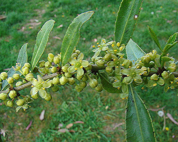 智利美登木 (Maytenus boaria) 照顧，種植，繁殖，開花時間 - PictureThis