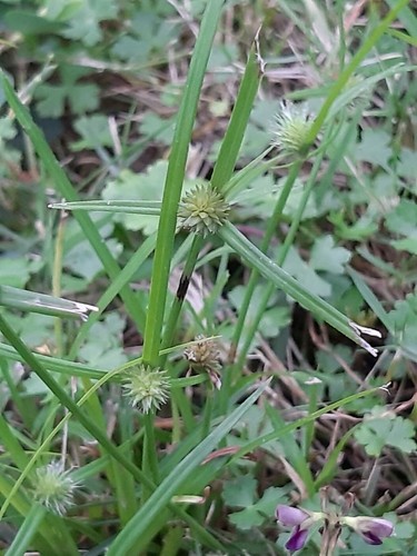 Shortleaf Spikesedge (Cyperus brevifolius) Flower, Leaf, Care, Uses ...