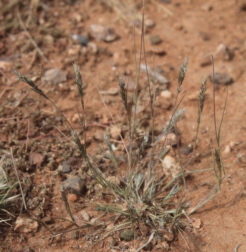 Lycurus - PictureThis