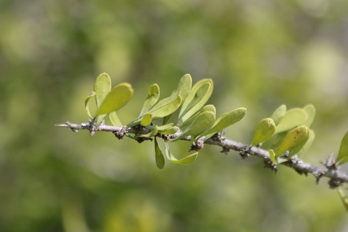 Phaulothamnus spinescens - PictureThis
