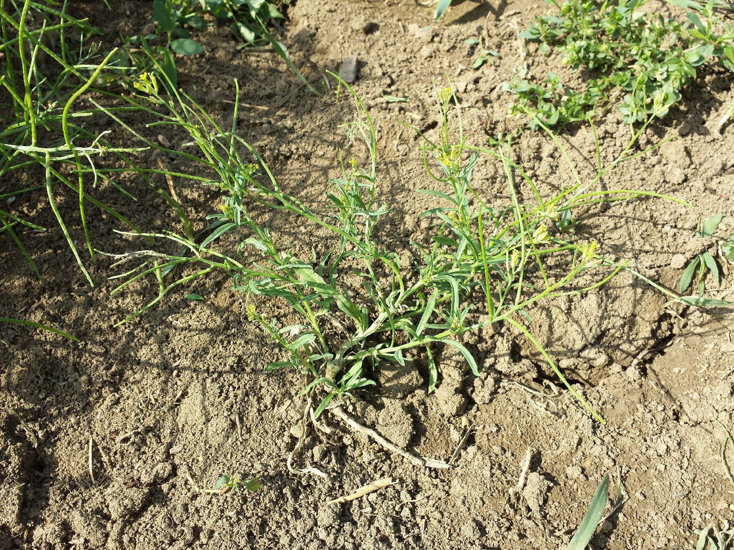 Erysimum repandum - PictureThis