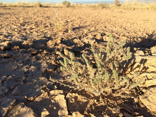 Cat's eye (Cryptantha) Flower, Leaf, Care, Uses - PictureThis