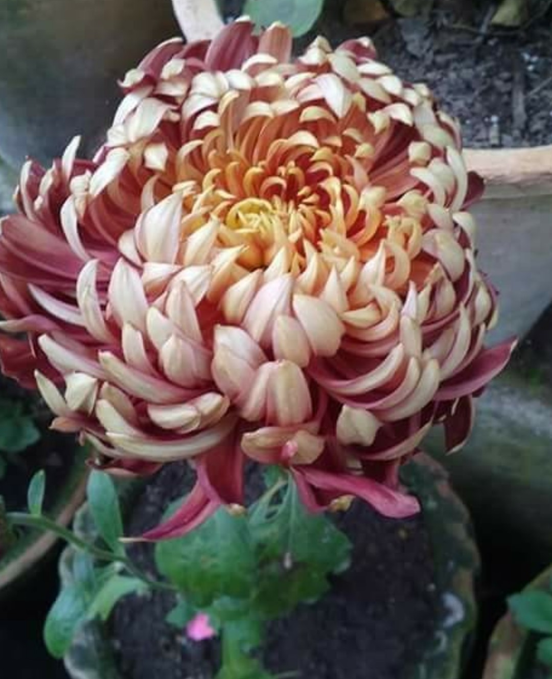 Mums (Chrysanthemum) Flower, Leaf, Care, Uses - PictureThis