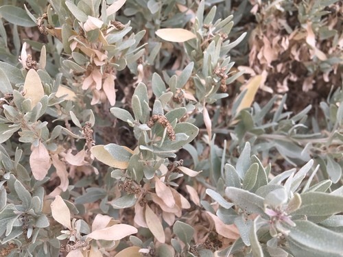 Atriplex cinerea - PictureThis