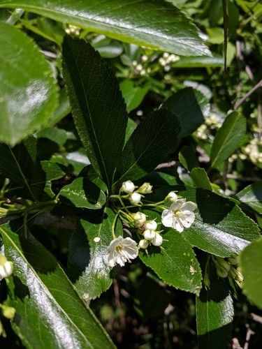 Cockspur hawthorn (Crataegus crus-galli) Flower, Leaf, Care, Uses ...
