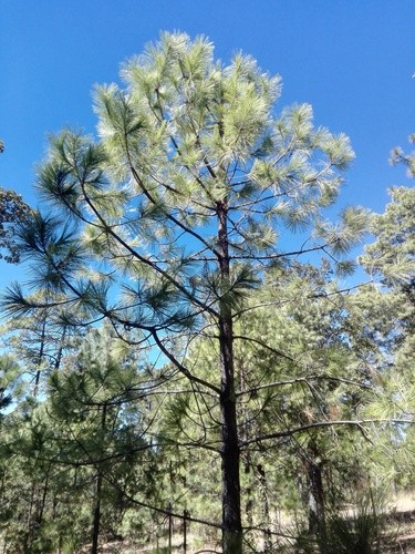 Ocote chino (Pinus leiophylla) - PictureThis