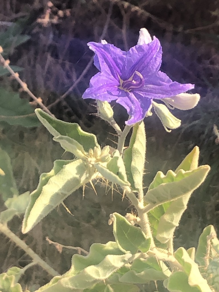 Nightshades Care (Watering, Fertilize, Pruning, Propagation) - PictureThis