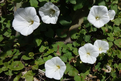 Calystegia tuguriorum - PictureThis