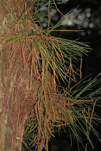 How to identify Pond pine (Pinus serotina)