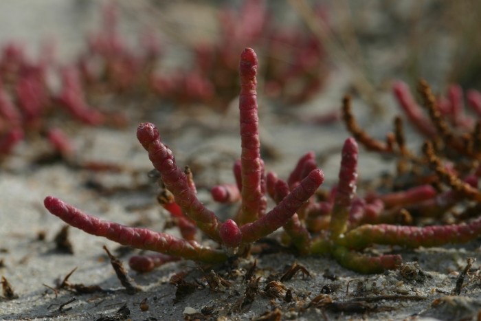 Perennial glasswort (Salicornia perennis) Flower, Leaf, Care, Uses ...