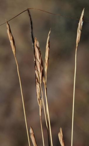 Black speargrass (Heteropogon contortus) Flower, Leaf, Care, Uses ...