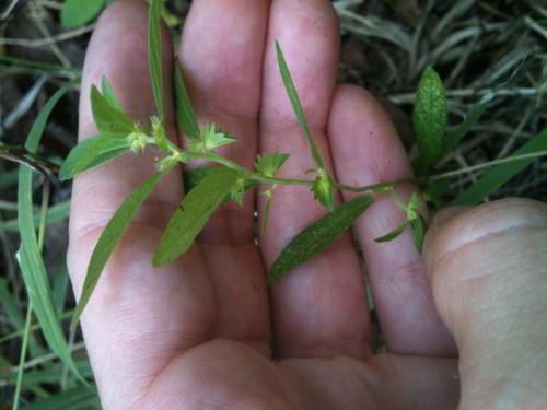 How to identify Slender three-seed mercury (Acalypha gracilens)