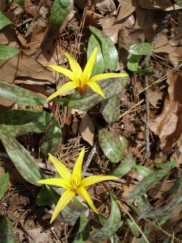 Erythronium rostratum - PictureThis