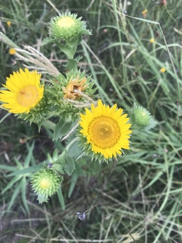 Grindelia ciliata - PictureThis