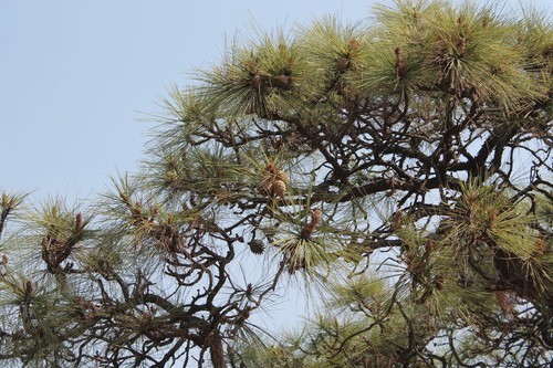 Ocote chino (Pinus oocarpa) Flower, Leaf, Care, Uses - PictureThis