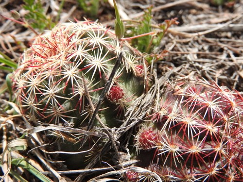 Hedgehog cactus (Echinocereus) Flower, Leaf, Care, Uses - PictureThis