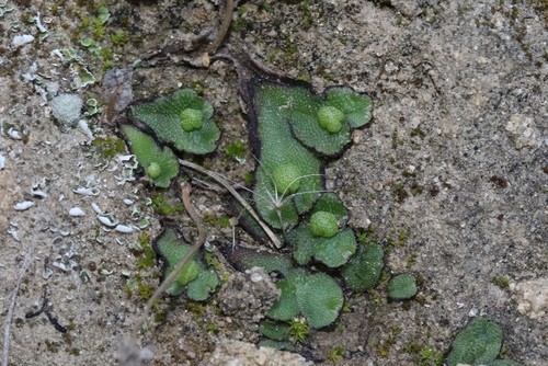 California perianth liverwort (Asterella californica) Flower, Leaf ...