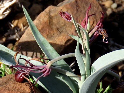 Ornithoglossum undulatum - PictureThis
