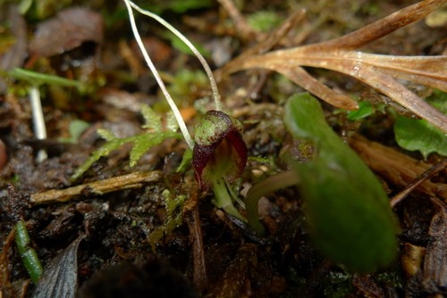 Corybas trilobus - PictureThis
