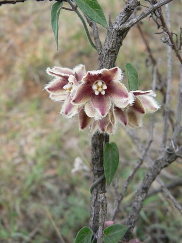 Bejuco elegante (Funastrum elegans) - PictureThis