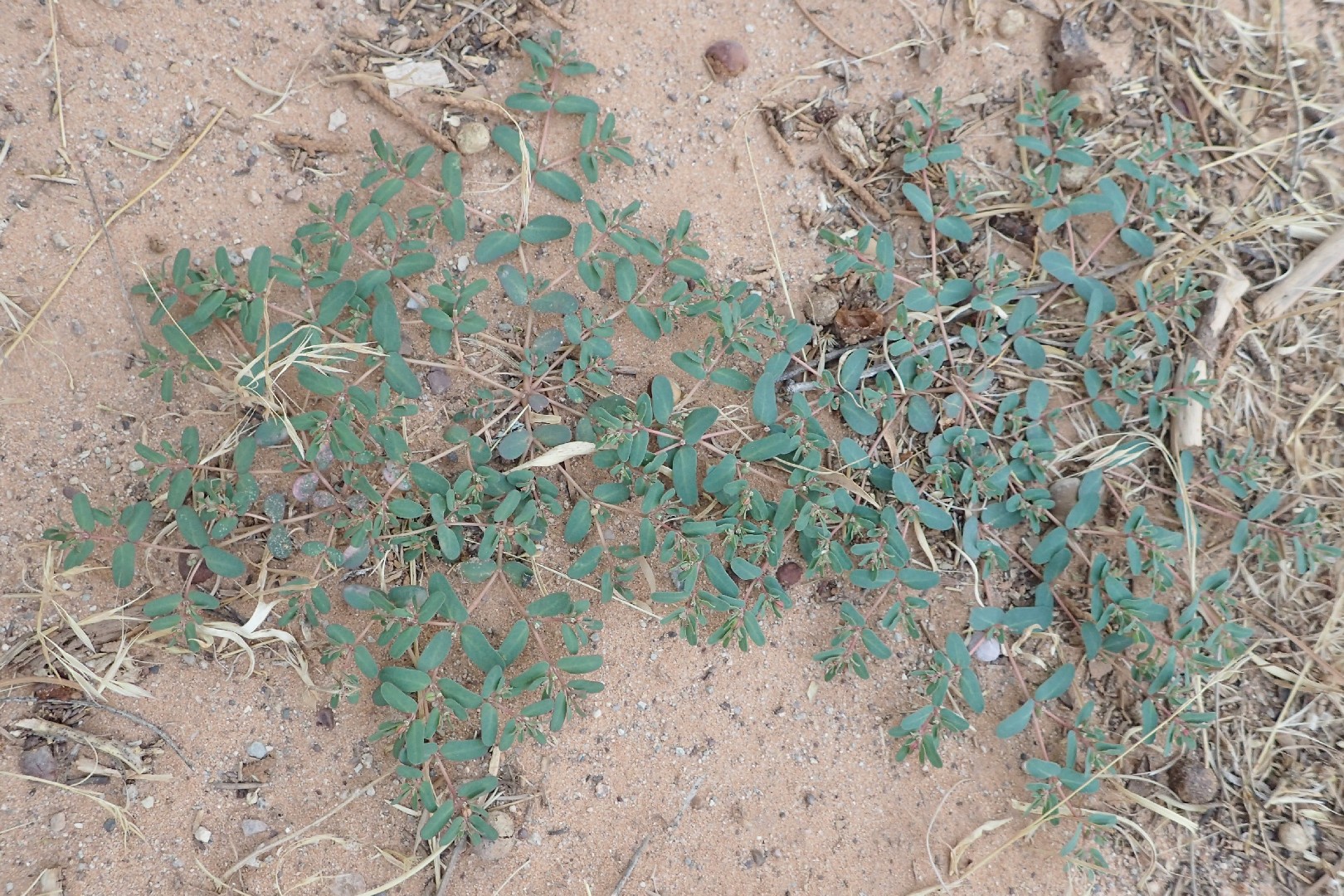 Ribseed sandmat (Euphorbia glyptosperma) Flower, Leaf, Care, Uses ...