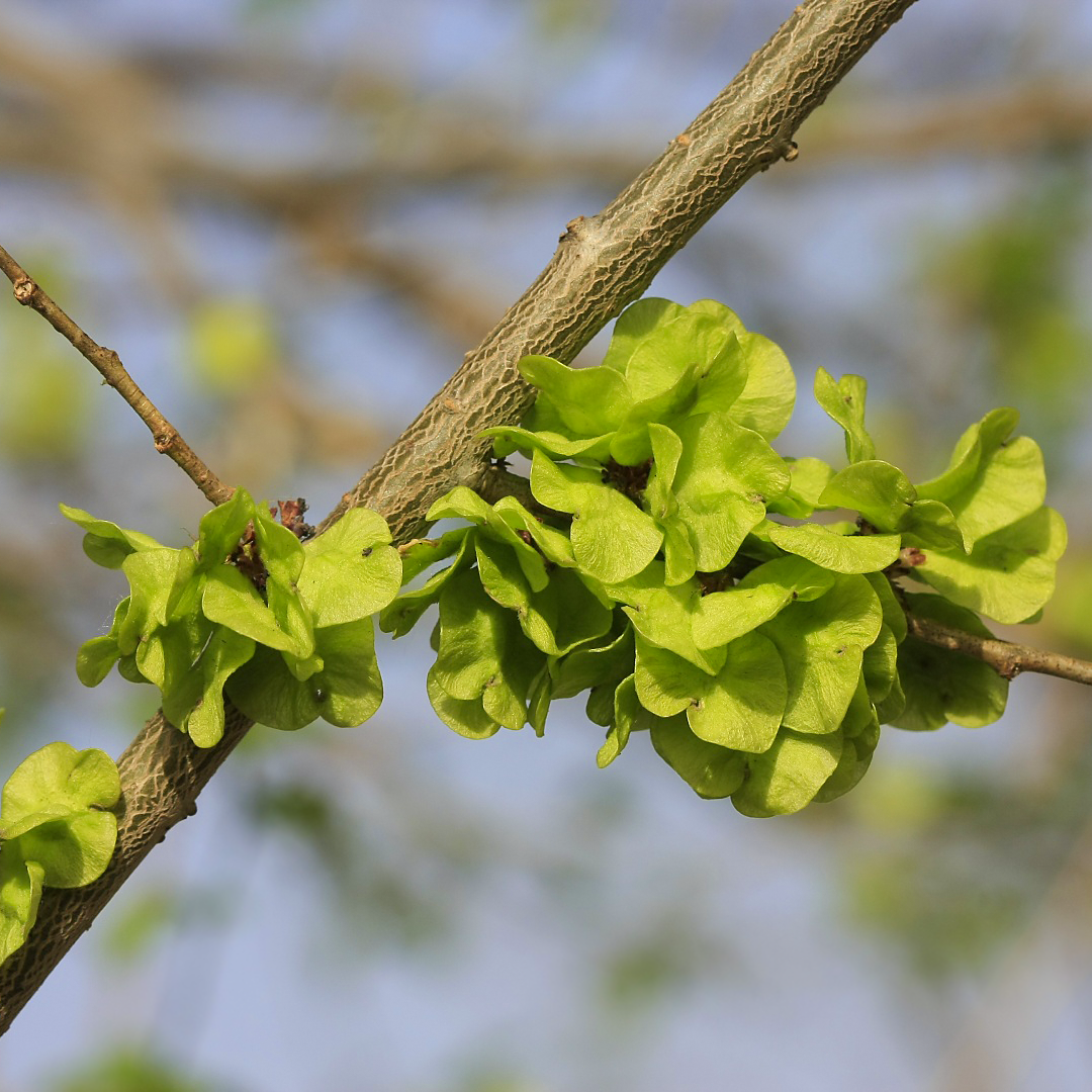 How can I prune my Siberian elm? - PictureThis