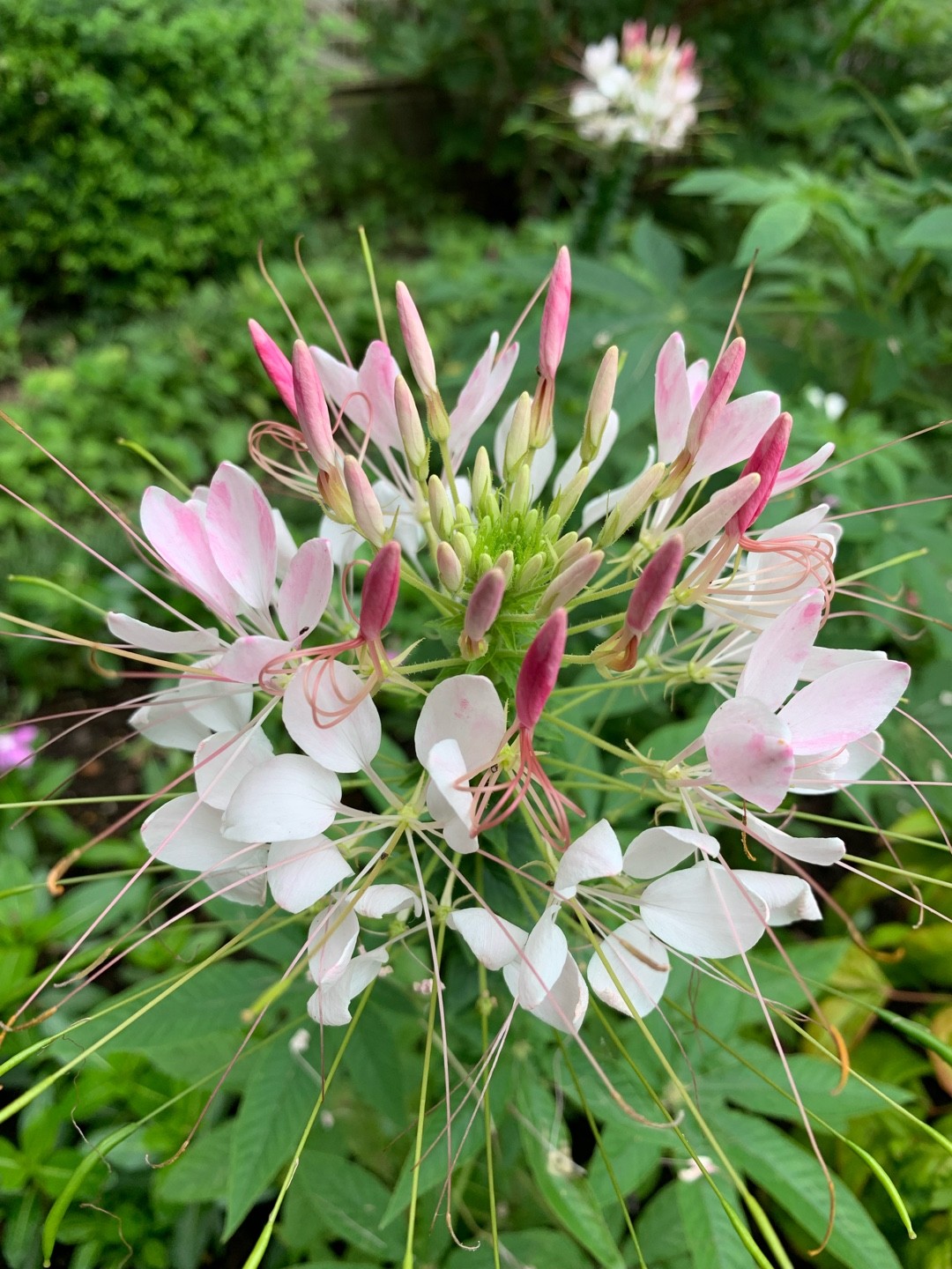 Cleome - PictureThis