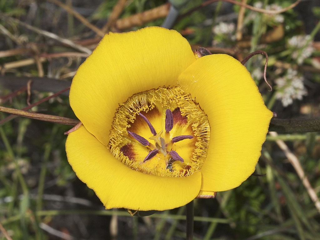 Calochortus clavatus - PictureThis