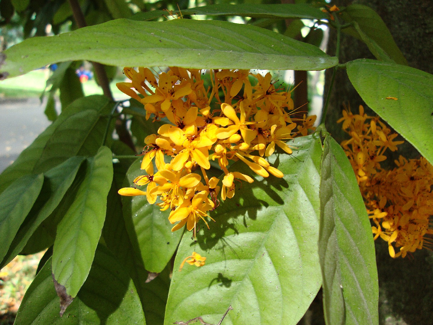 Saraca dives - PictureThis