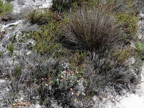 Syncarpha gnaphaloides - PictureThis