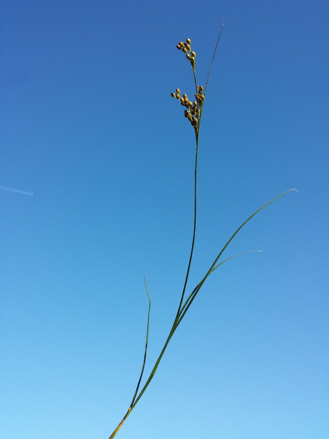Roundfruit rush (Juncus compressus) Flower, Leaf, Care, Uses - PictureThis
