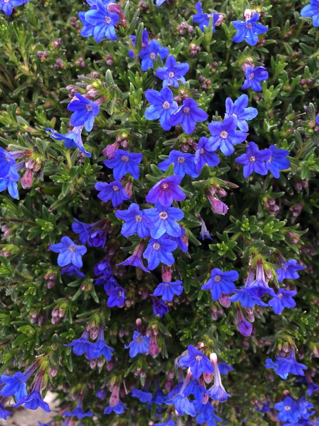 Lithodora - PictureThis