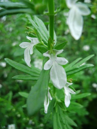 Teucrium cubense - PictureThis