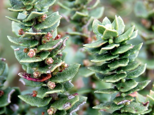 Morella cordifolia - PictureThis