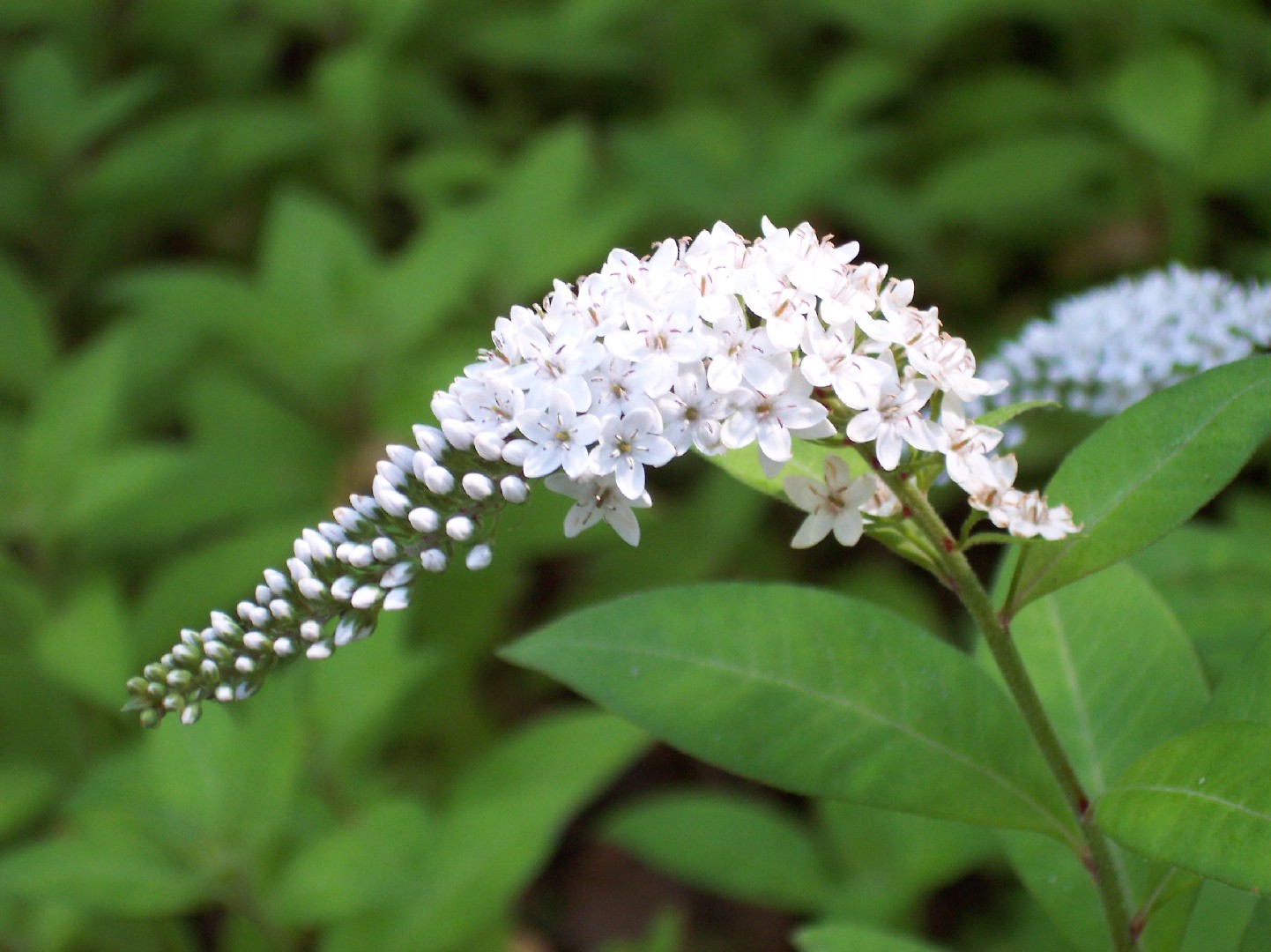 How to Plant and Grow Gooseneck loosestrife(Lysimachia clethroides)