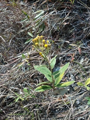 Fragrant Inula (Duhaldea cappa) Flower, Leaf, Care, Uses - PictureThis