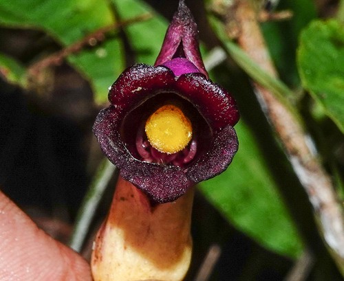 Indian broomrape (Aeginetia indica) Flower, Leaf, Care, Uses - PictureThis